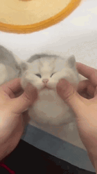 Squish Cute Kitten Cheeks GIF | GIFDB.com