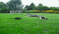 Stalker Stalker Attack Funny GIF | GIFDB.com