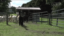 Stampede Running Alpacas GIF | GIFDB.com