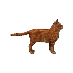 Standing Cat Spinning GIF | GIFDB.com