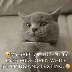 Startled Cat Texting And Sleeping Meme GIF | GIFDB.com