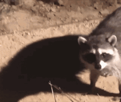 Startled Freeze Raccoon GIF | GIFDB.com