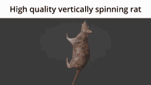 Stationary Rat Vertical Spin GIF | GIFDB.com
