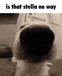 Stella Meme Dog Sniff Close Up GIF | GIFDB.com