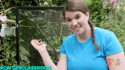 Stick Bug On Hand Of A Lady GIF | GIFDB.com