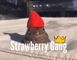 Strawberry Gang Meme Funny Frog GIF | GIFDB.com