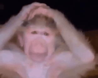 Stressing Out Monkey GIF | GIFDB.com
