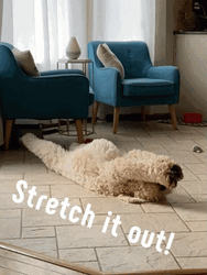 Poodle Dog Stretch It Out GIF | GIFDB.com