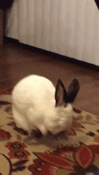 Stretching Bunny Rabbit GIF | GIFDB.com
