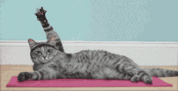 Stretching Cat Leg Up GIF | GIFDB.com