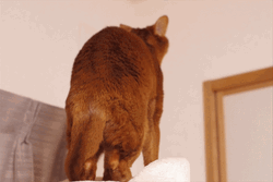 Standing Cat Gif