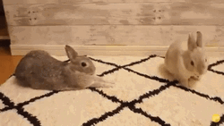 Stretching Rabbits Doormat GIF | GIFDB.com