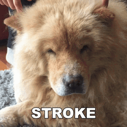 Stroke Dog Twitch Ear Chill GIF | GIFDB.com