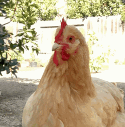 Chicken GIFs | GIFDB.com