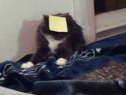 Stupid Cat Can't Remove The Paper GIF | GIFDB.com