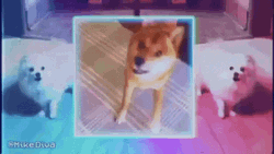 Super Excited Dog Meme GIF | GIFDB.com