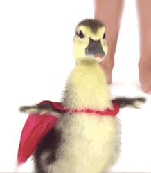 Super Hero Cute Duck GIF | GIFDB.com