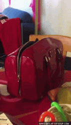 Surprised Cat In A Bag GIF | GIFDB.com