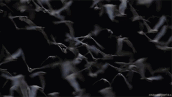 Swarm Of Bats GIF | GIFDB.com
