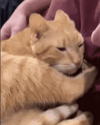 Sweet Cat Clingy Sniffing GIF | GIFDB.com