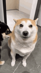 Sweet Dog Sniffing Dog GIF | GIFDB.com