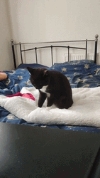 Sweet Little Cat Making Biscuits GIF | GIFDB.com