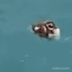 Swimming Two Duck Spinning GIF | GIFDB.com
