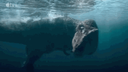 T-rex Prehistoric Planet Swimming GIF | GIFDB.com