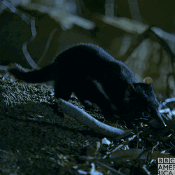 Angry Tasmanian Devil GIF | GIFDB.com