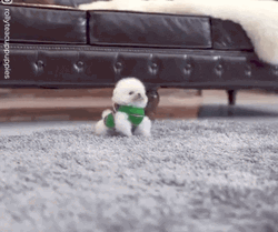 Teacup Dog Running Around The Carpet GIF | GIFDB.com