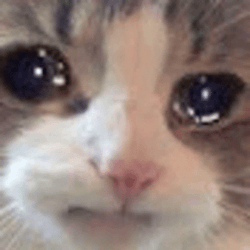 Teary Eyed Cat Screaming Eyes GIF | GIFDB.com