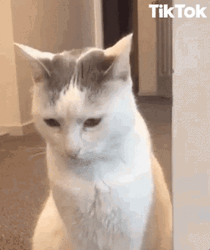 Terrified 417 X 498 Gif GIF | GIFDB.com