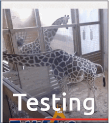 Testing Giraffes Zoo Animal GIF | GIFDB.com
