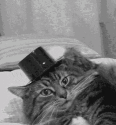 Thank You Cat Hat Off GIF | GIFDB.com