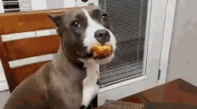 Guilty Dog Gif