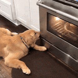 Thanksgiving Turkey Cooking Dog Watching Closely GIF | GIFDB.com