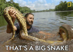 That's A Big Anaconda Snake GIF | GIFDB.com