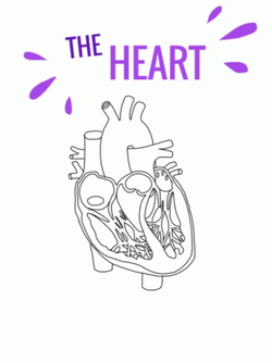 The Biology Of Heart GIF | GIFDB.com