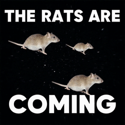 The Rat Are Coming Meme GIF | GIFDB.com