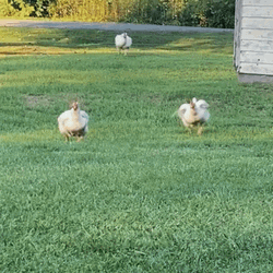 Three Chicken Run Approach GIF | GIFDB.com