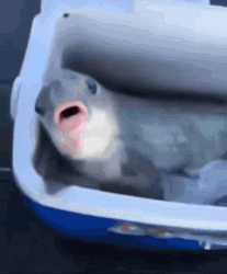 Thumb On Fish Mouth GIF | GIFDB.com