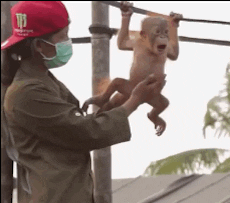 Tickle Happy Monkey Belly GIF | GIFDB.com