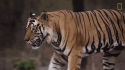 Tiger GIFs | GIFDB.com