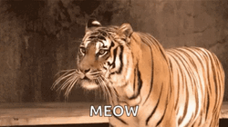 Tiger Growl Roar Meow Meme GIF | GIFDB.com