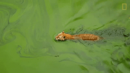 Tiger In A Swamp GIF | GIFDB.com