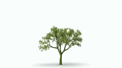 Time Lapse Of Growing Tree GIF | GIFDB.com