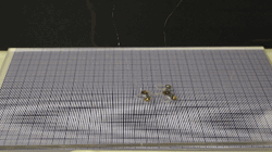 Tiny Insect Robot GIF | GIFDB.com