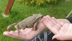 Toad Crawling On Hands GIF | GIFDB.com