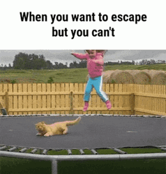 Trampoline Funny Cat Escape Meme GIF | GIFDB.com
