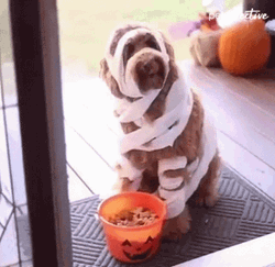 Trick Or Treat Poodle Waiting At The Door GIF | GIFDB.com